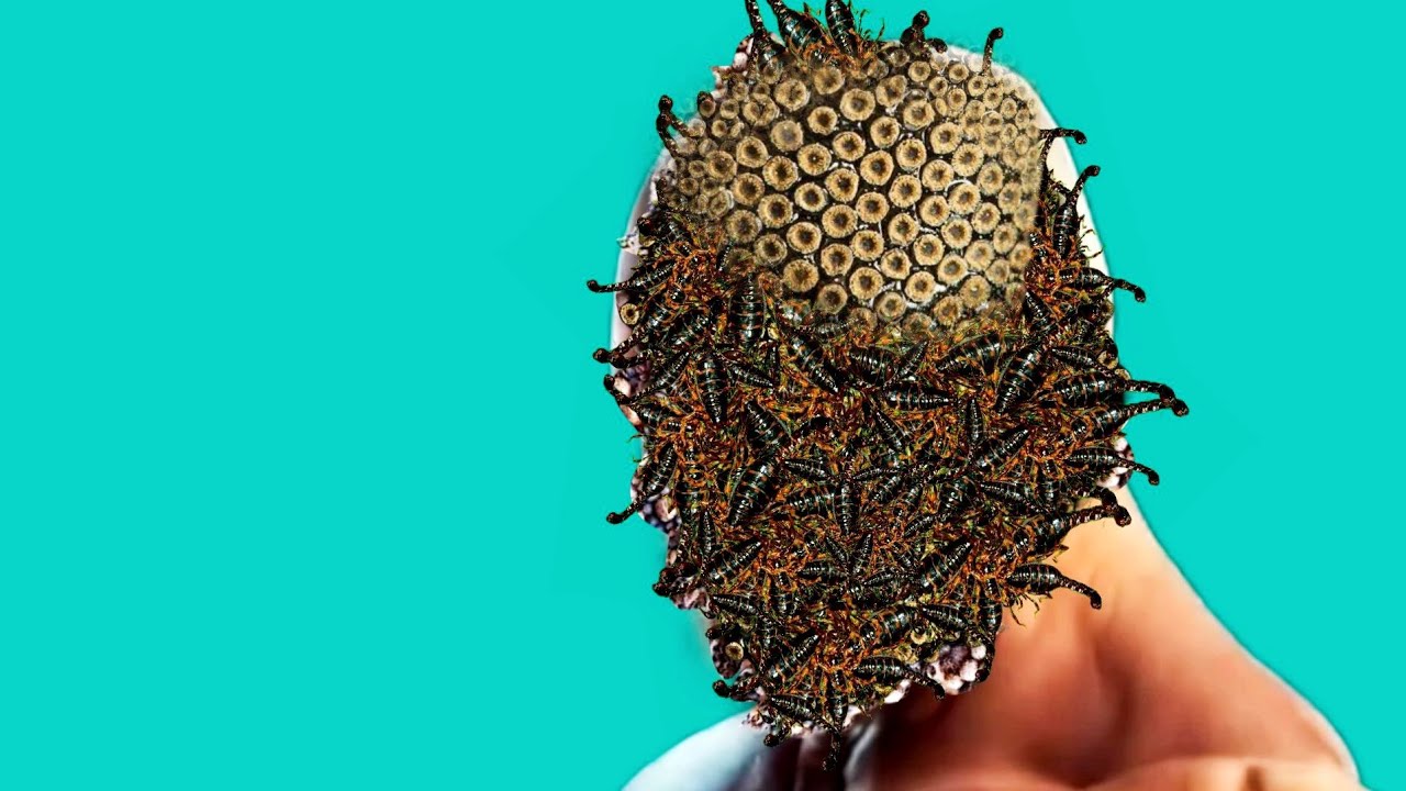 ASMR removal trypophobia & scorpion infected face | ASMR old man head ...