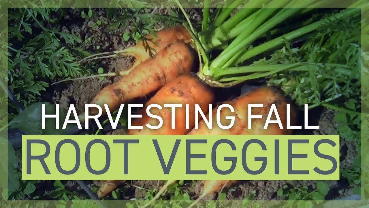 Harvesting Fall Root Vegetables - YouTube