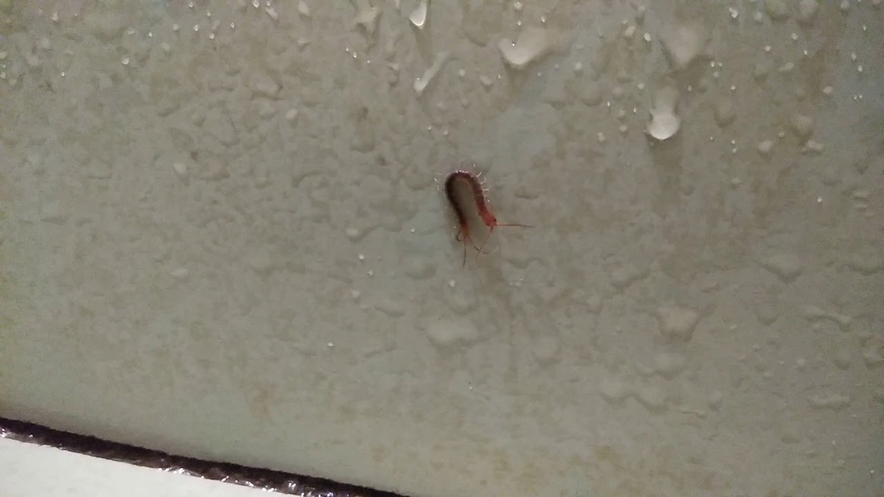 Observation of Centipede in bathroom PART 1 - YouTube
