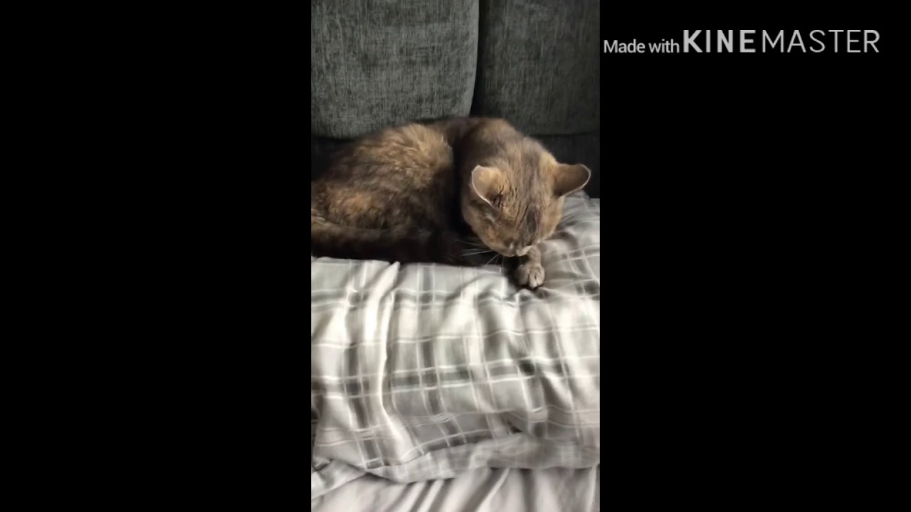 Cat review - YouTube