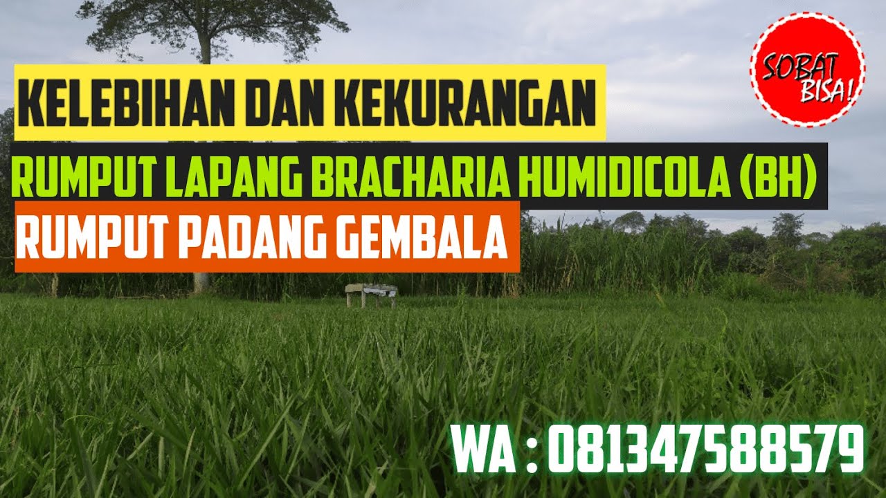 KELEBIHAN DAN KEKURANGAN RUMPUT BRACHARIA HUMIDICOLA (BH) - YouTube