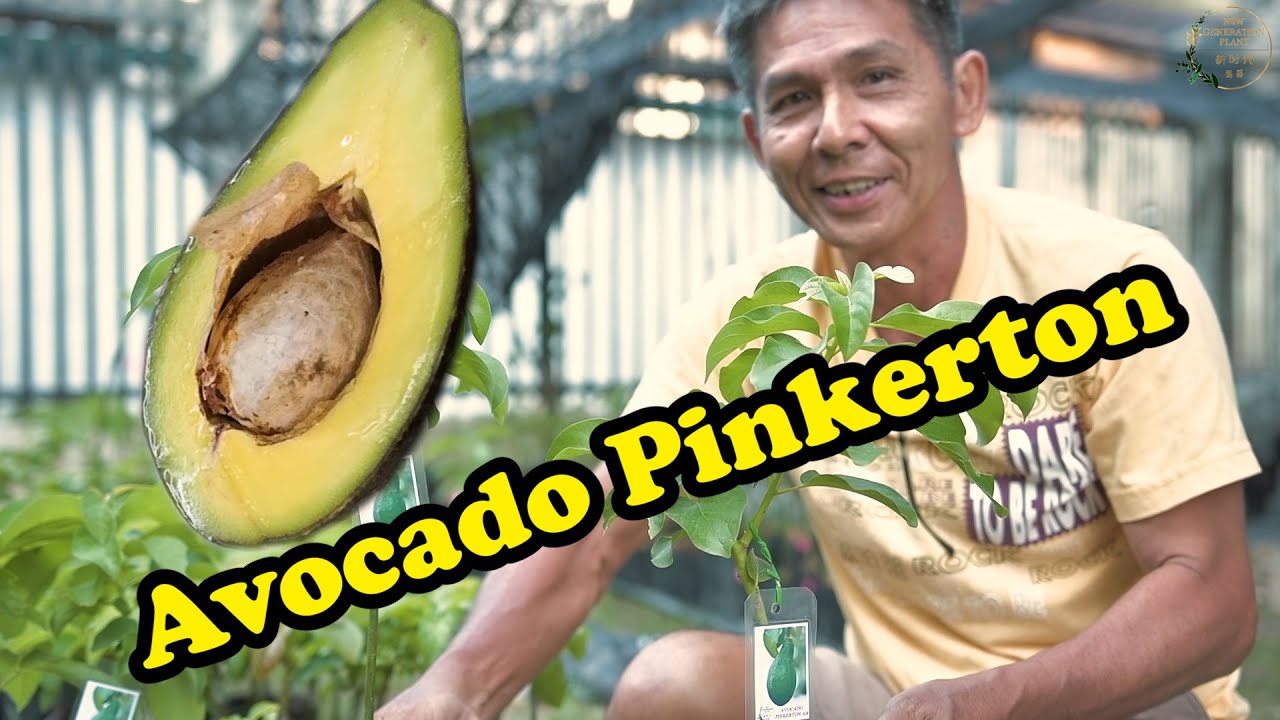 Avocado Pinkerton - YouTube