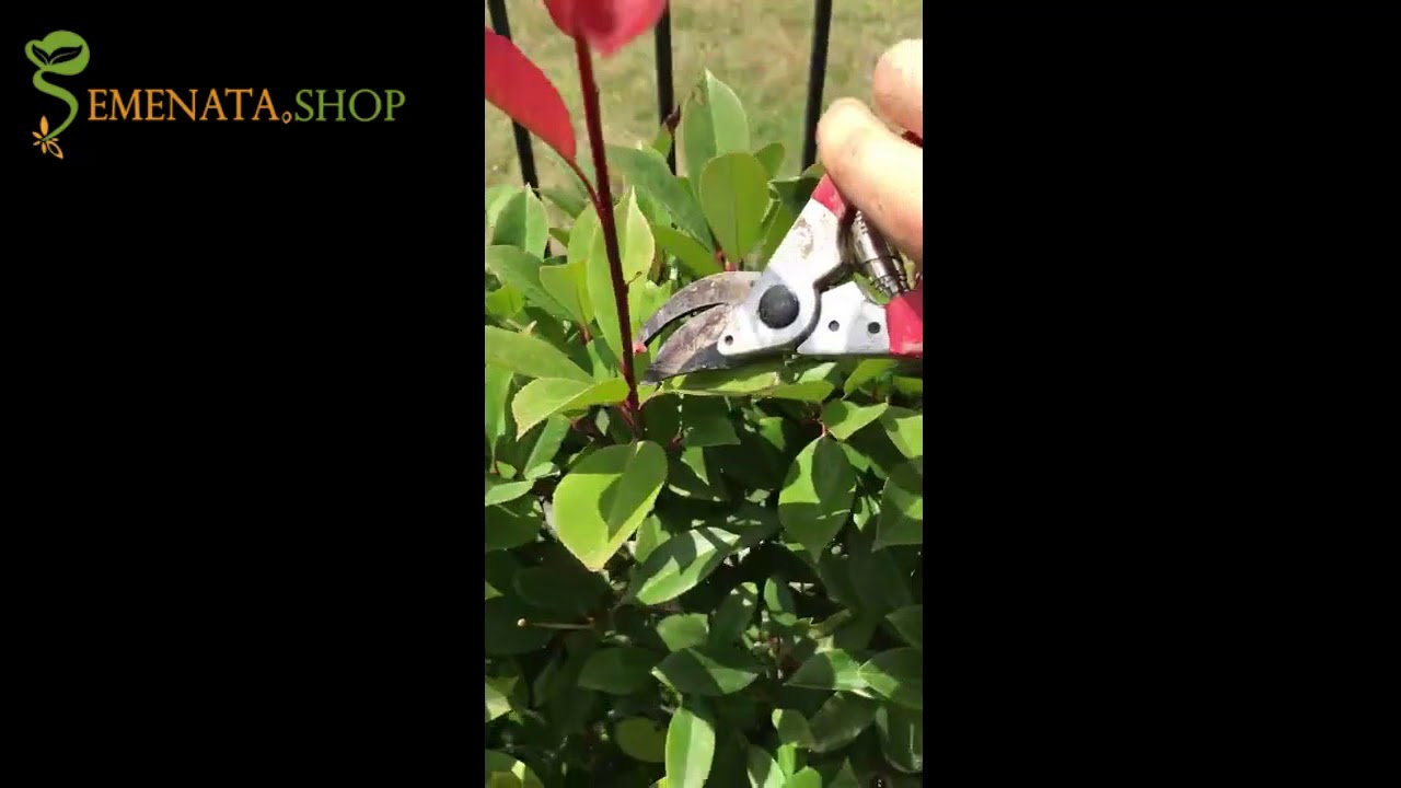 How to cut Photinia fraseri red robin (pruning) with vineyard scissors ...