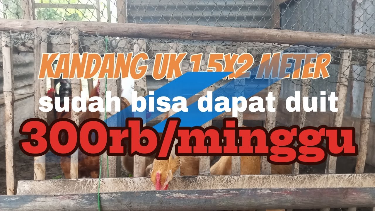 Kandang UK 1,5 x 2 meter sudah bisa menghasilkan duit pak bro - YouTube