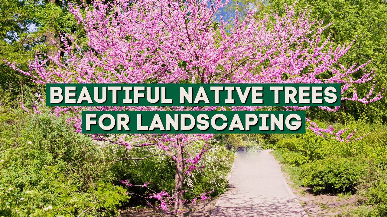 5 Native Trees That Will Beautify Your Landscape 🌳🏠🌲 PlantDo Home ...