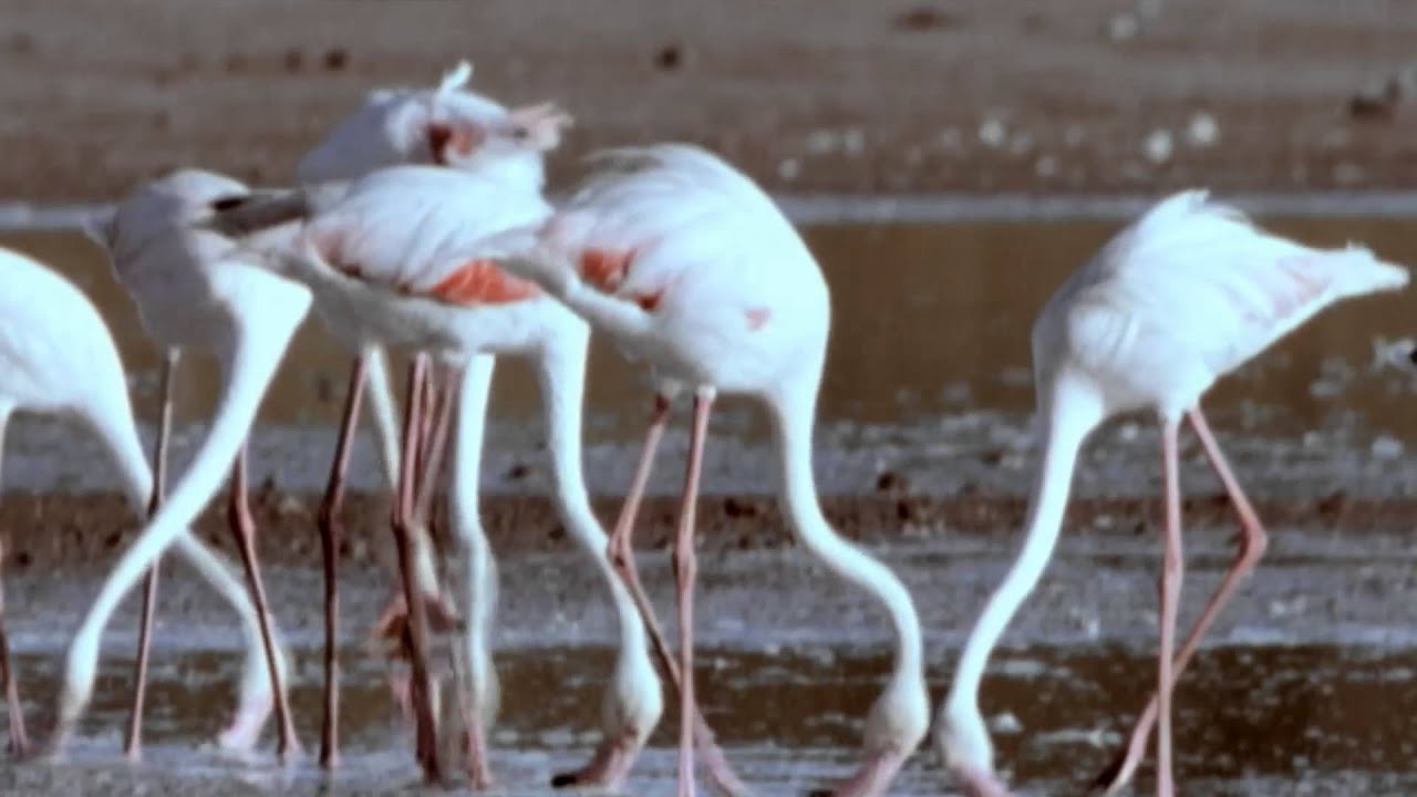 Funny Talking Flamingos from IUCN Love Not Loss Campaign - YouTube