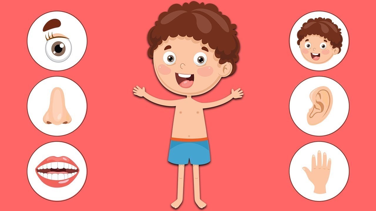 Review And Practice Part 1 Body Parts And Its Uses YouTube review-and-practice-part-1-body-parts-and-its-uses-youtube