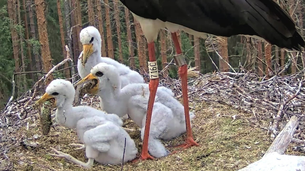 Must-toonekurg~Storlets first time alone at home~8:41 pm 2023/06/17 ...