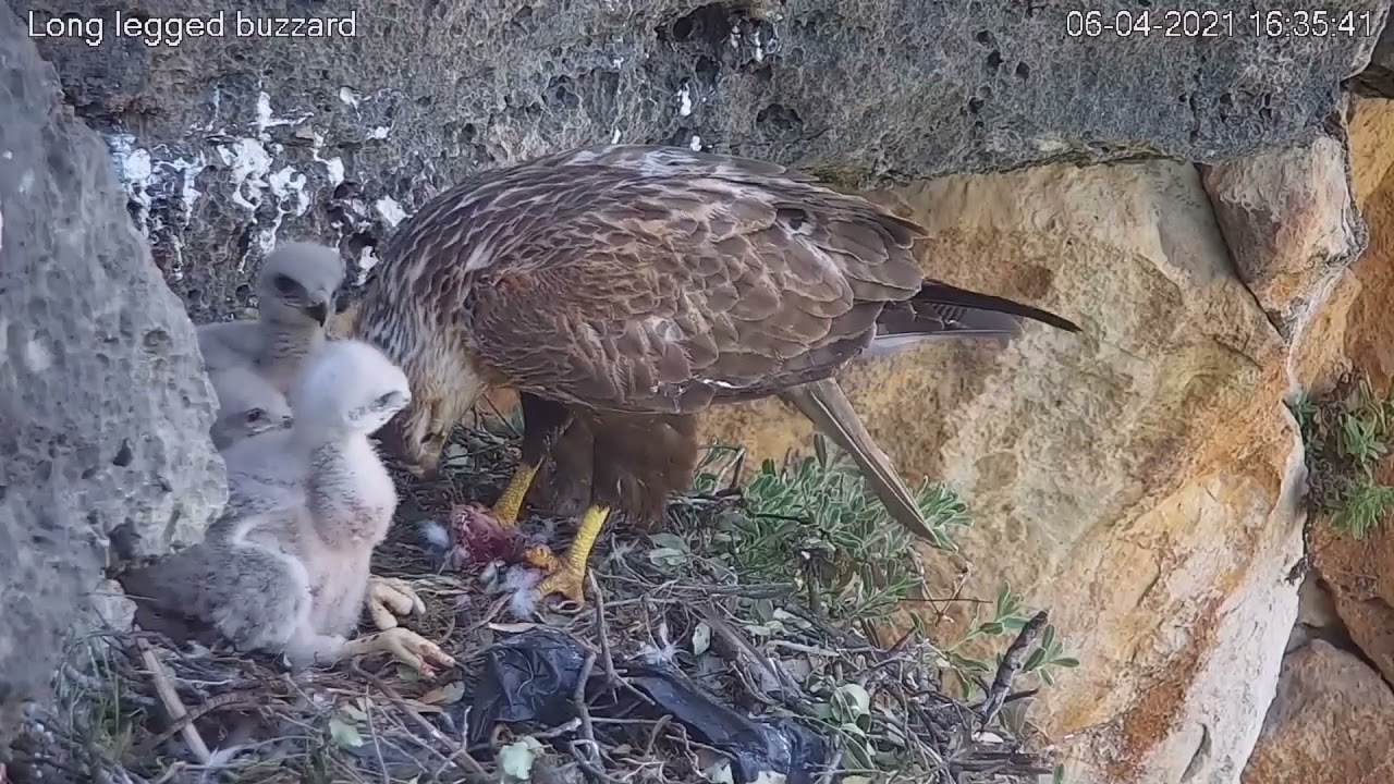 2021 Israel Long Legged Buzzard Cam Season Highlights | March 19 - May ...