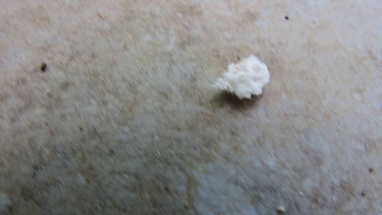 Aphid lion, lacewing larva - YouTube