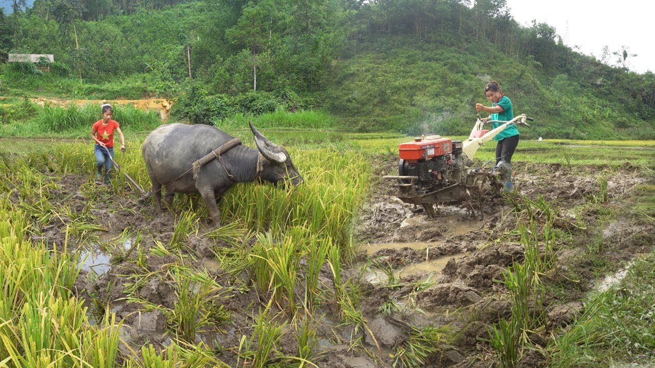 Sowing Seedling, Plowing Harrow The Fields To Prepare For The New Rice ...