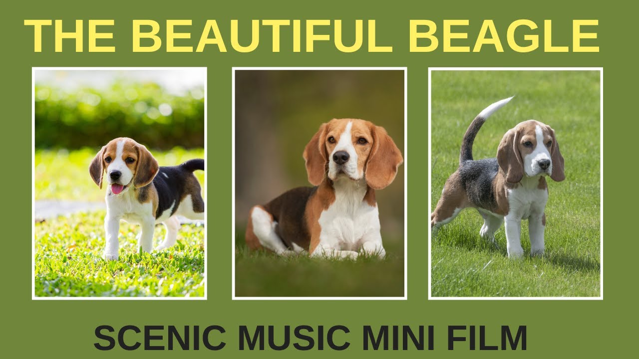 BEAGLE DOGS 4K UHD | Enjoy These Intelligent Good Tempered Dogs - YouTube