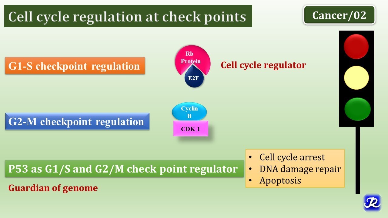 2 Cell Cycle Regulation Biochemistry Of Cancer N JOY Biochemistry 2-cell-cycle-regulation-biochemistry-of-cancer-n-joy-biochemistry