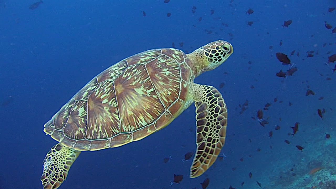 Kudadoo Maldives Private Island Effortless Adventures: Freedive with ...