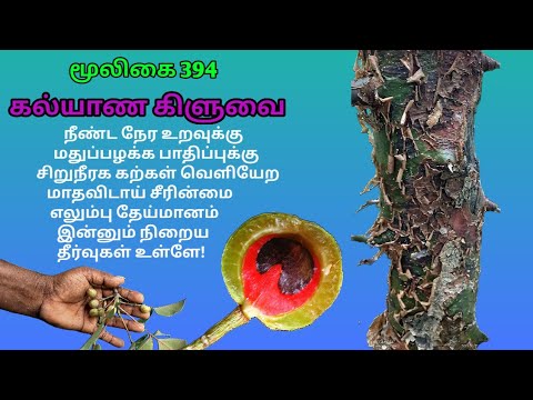மலைக்கிளுவை | பெருங்கிளுவை | Kiluvai | Commiphora Caudata | பஞ்சவில்வம் ...