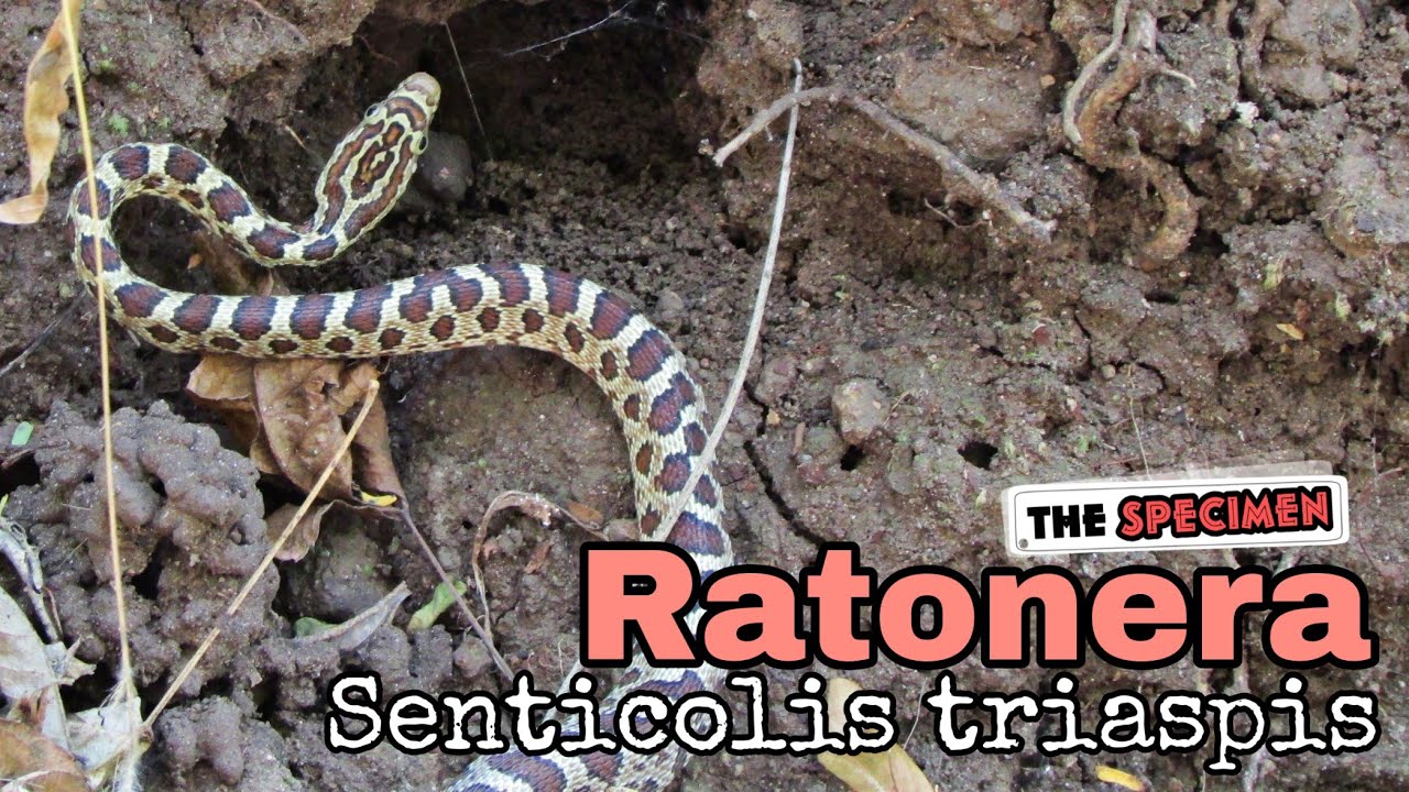 Serpiente ratonera (juvenil) // Senticolis triaspis // colubridae - YouTube