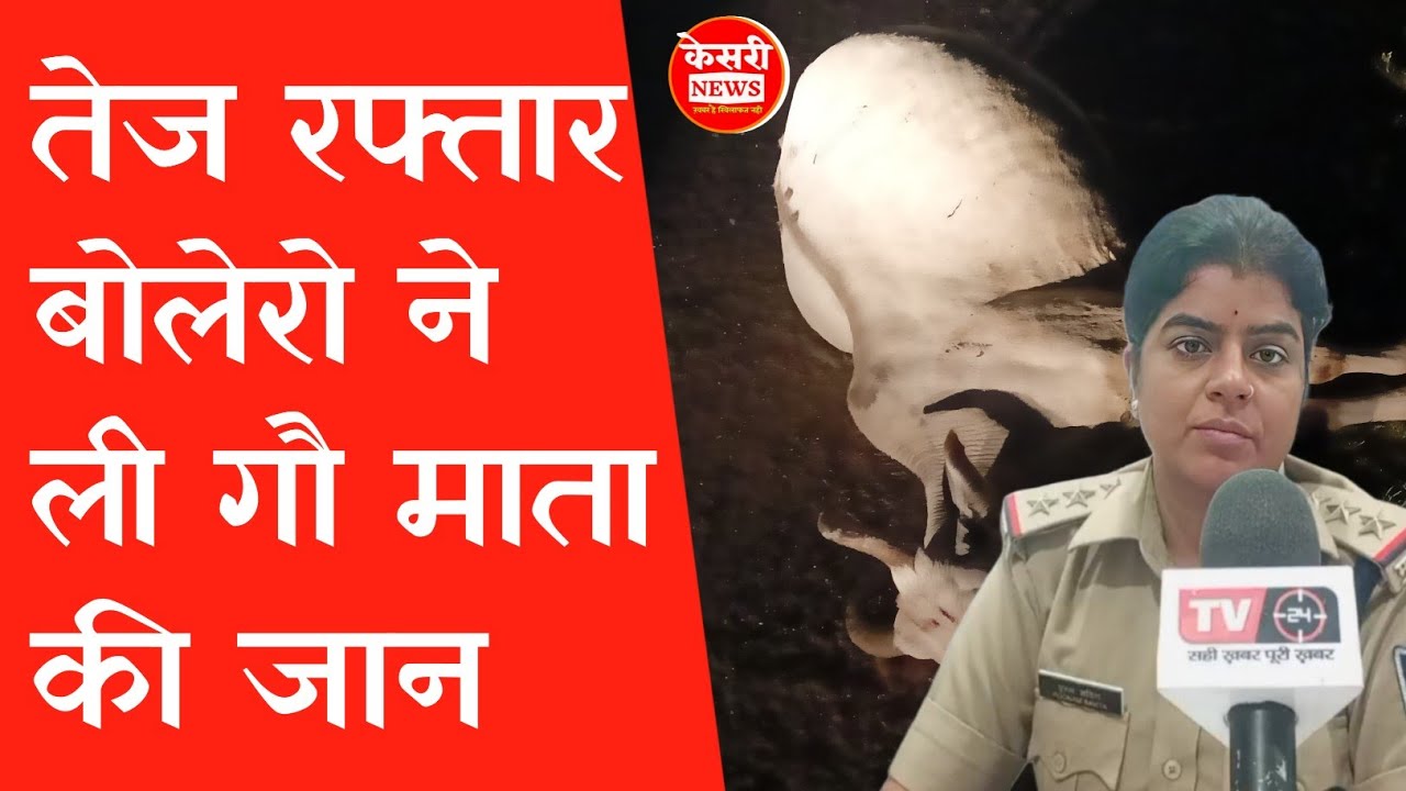 तेज रफ्तार बोलेरो ने ली गौ माता की जान! Silwani! Mp Police! Top Stories ...