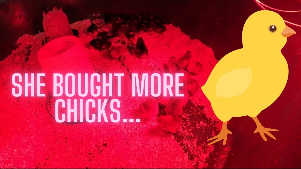 Chicken lady strikes again. - YouTube