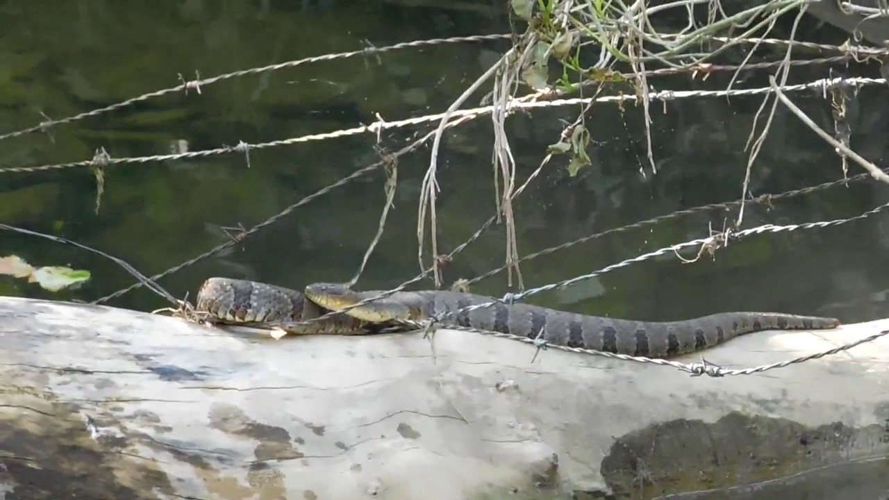 Snake On A Log - YouTube