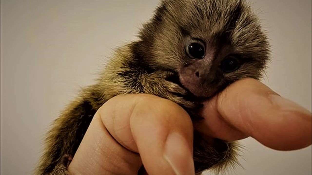En ŞİRİN Maymun Türü (Parmak Maymun) - YouTube