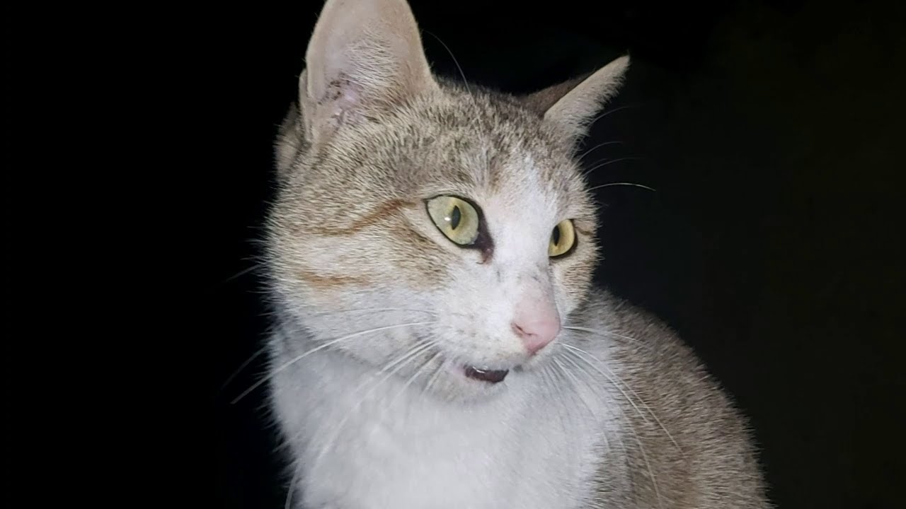 Cat Asking For Food By Staring. - YouTube