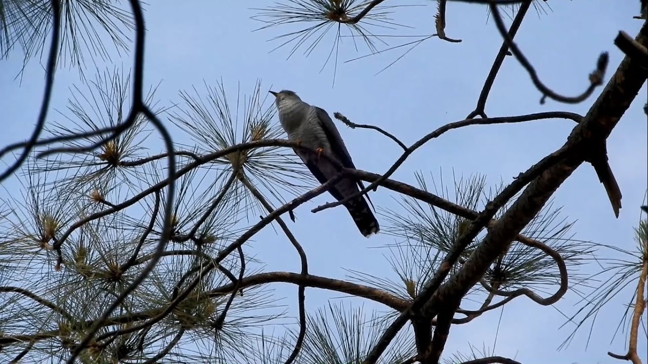 Cuckoo Bird Sound || Himachal Pradesh, India - YouTube