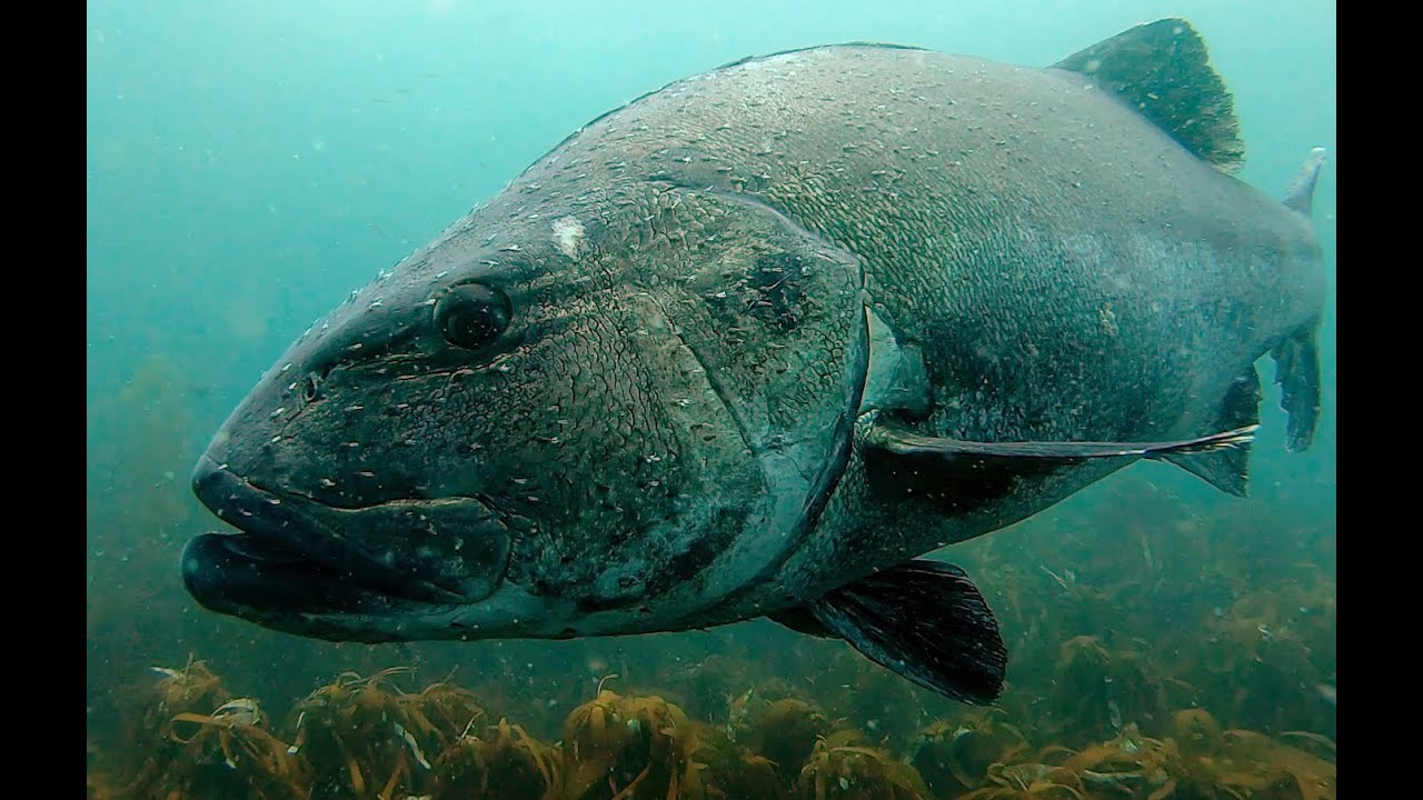 SCUBA Diving the Channel Islands of California, August - YouTube
