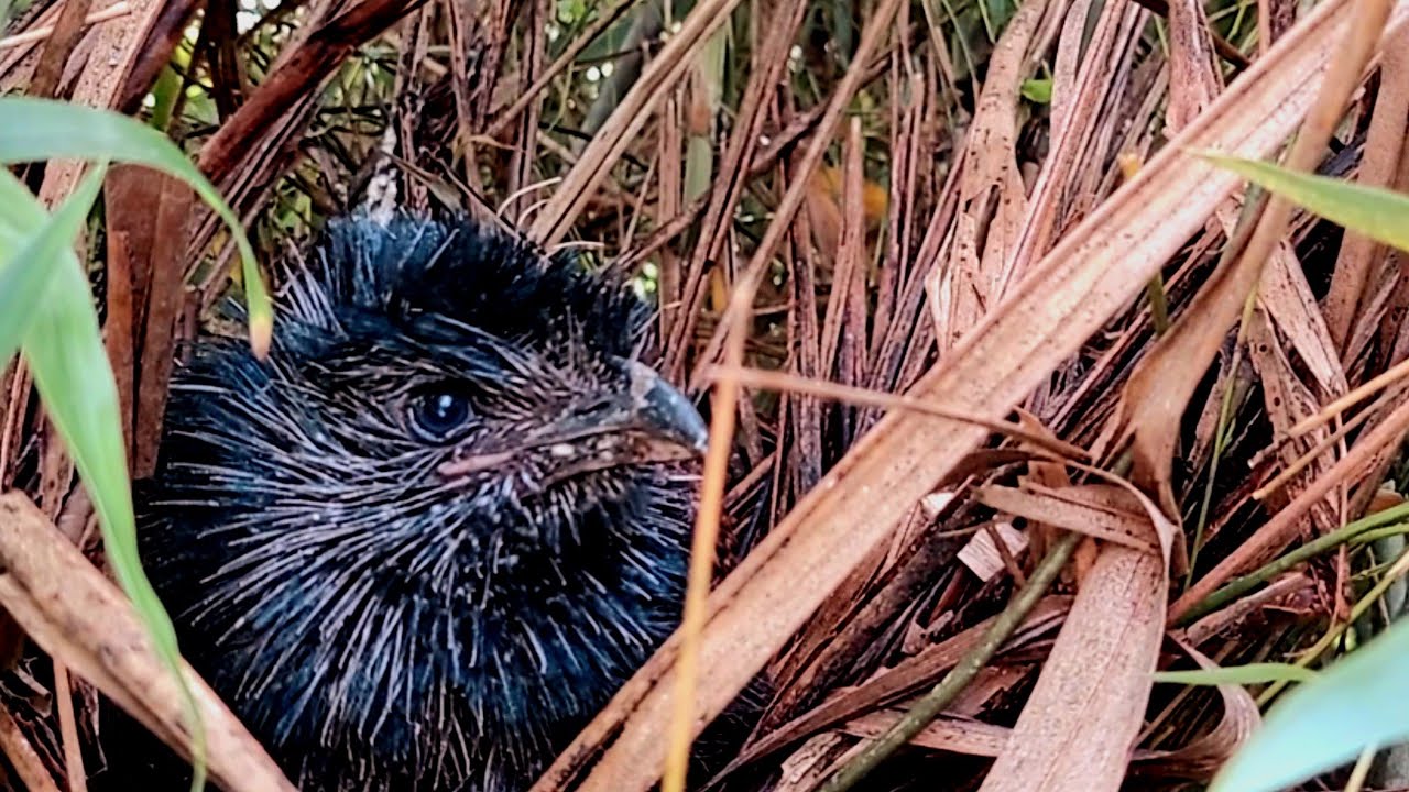 ANAK BURUNG BUBUT GELISAH DITINGGAL SANG IBU MENCARI MAKANAN # ...