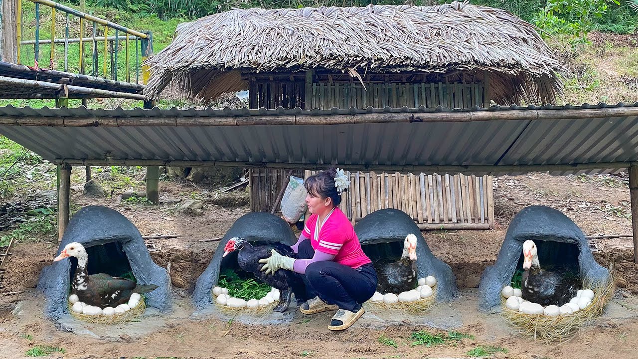 Build Multiple Nests For Geese to Lay Eggs - Single Mother Building ...