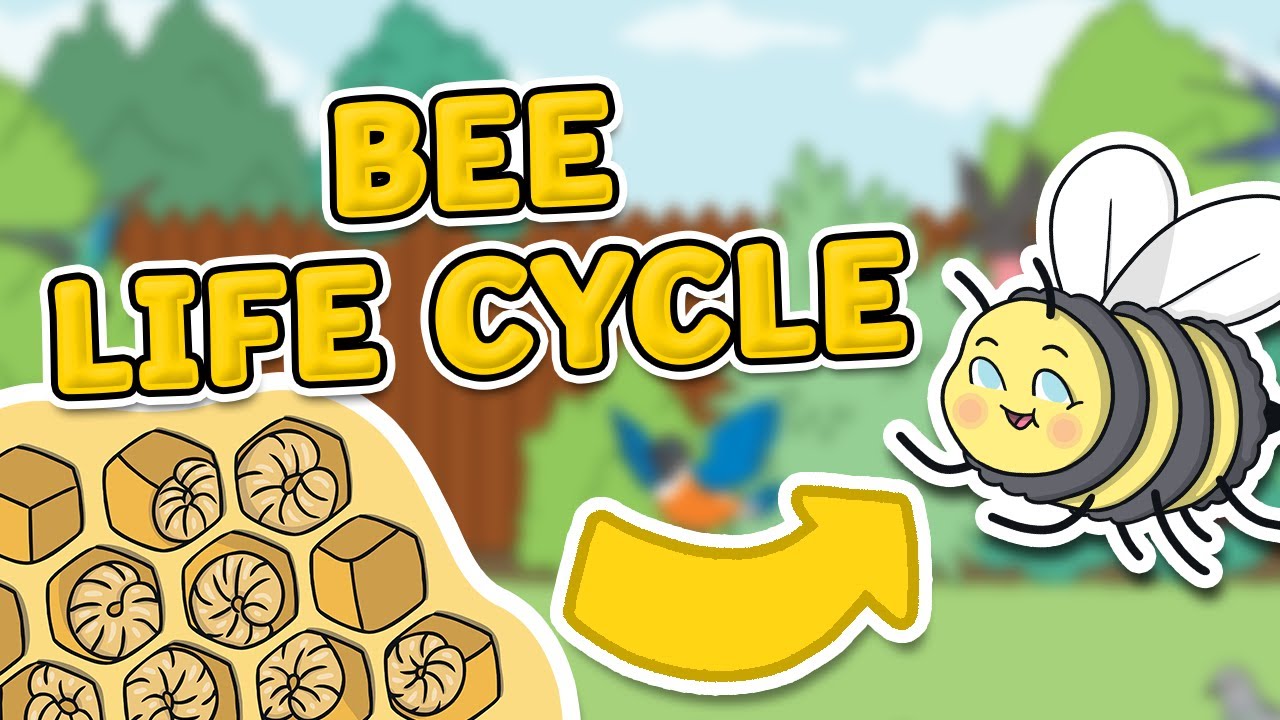 The Life Cycle of a Bee | Bee Life Cycle | Science for Kids! - YouTube