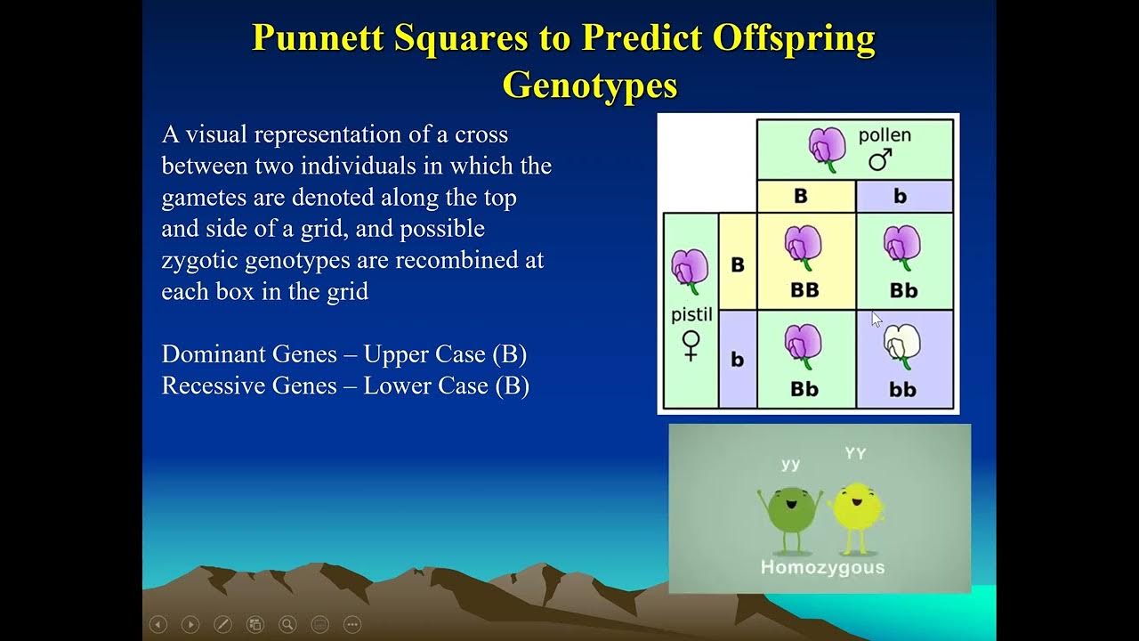 Patterns of Inheritance Main Points Lecture - YouTube