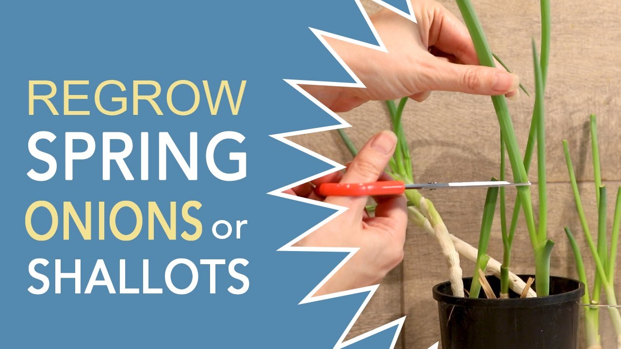 Regrow spring onions from home - YouTube
