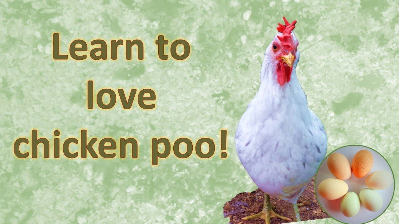 Learn to love chicken poo! The easy way to get free garden fertiliser ...