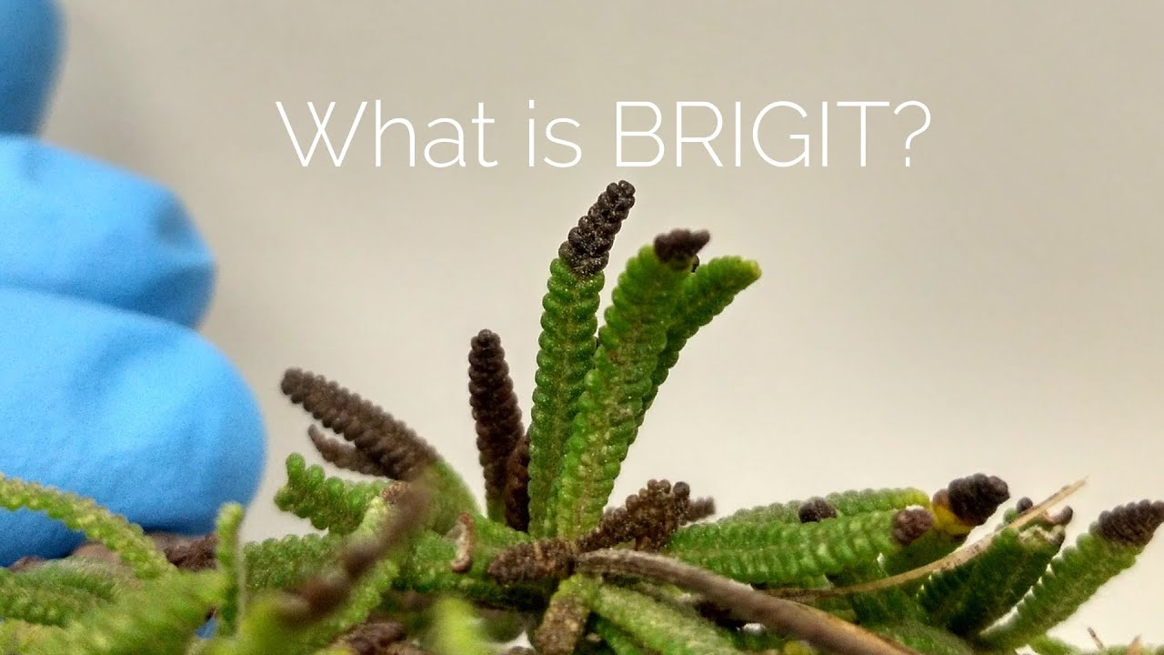 What is BRIGIT? - YouTube