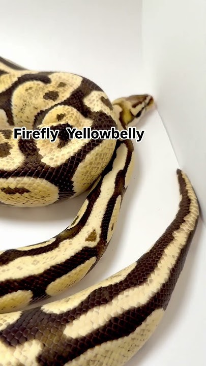 Firefly Ball Pythons in all their glory! #ballpythonmorph # ...
