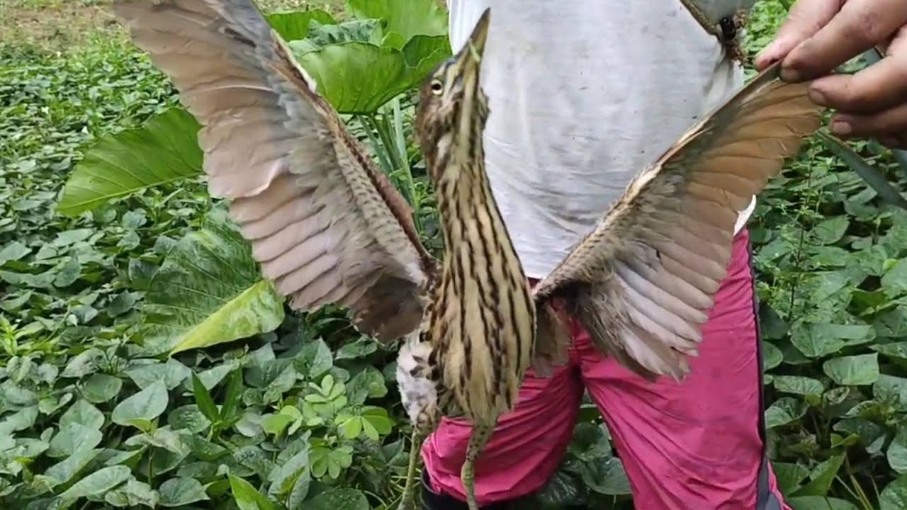 BROKEN WING | BROWN HAWK DOWN | BIG BIRD SA KAMOTEHAN ANG TAPANG - YouTube