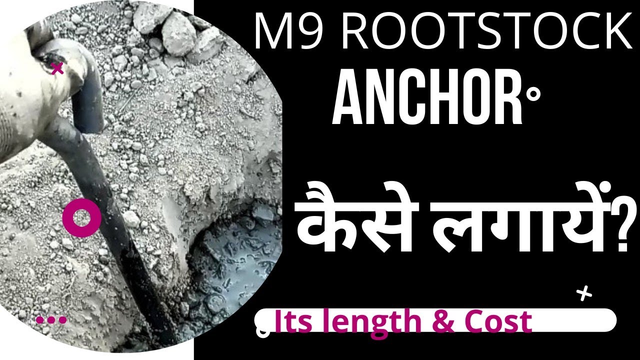 ||M9 Rootstock Anchor कैसे लगायें?क्यो है जरूरी ||It's Length & Cost ...