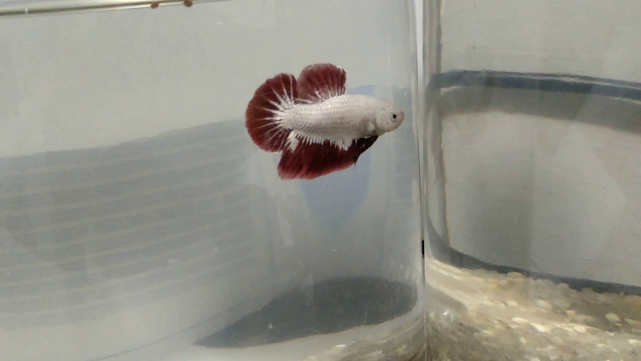 Betta Red Dragon Pk Mask (lindo demais!) - YouTube