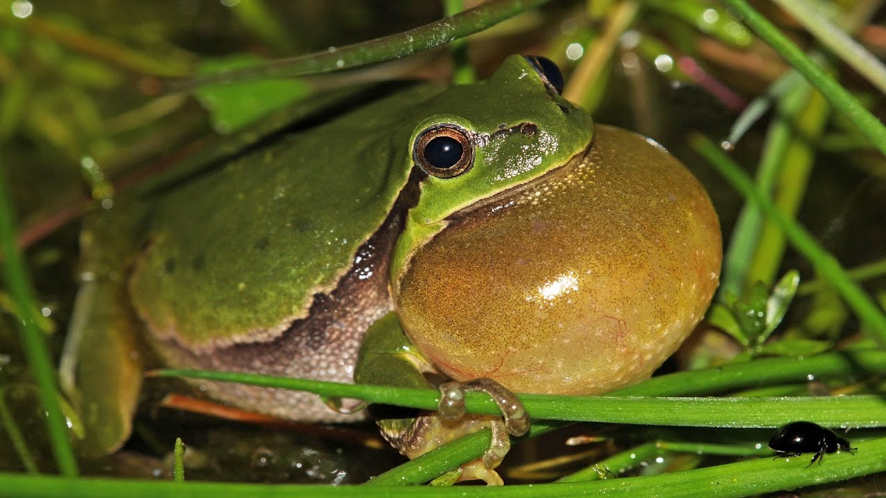 92 Min Relaxing Frogs Croaking Sounds in Swamp Wetland. Relaxing Nature ...