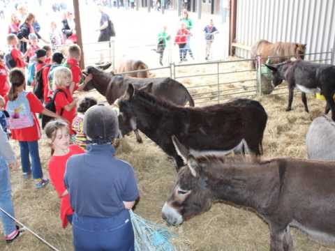 HorseWorld HorseWorld Charity Open Day