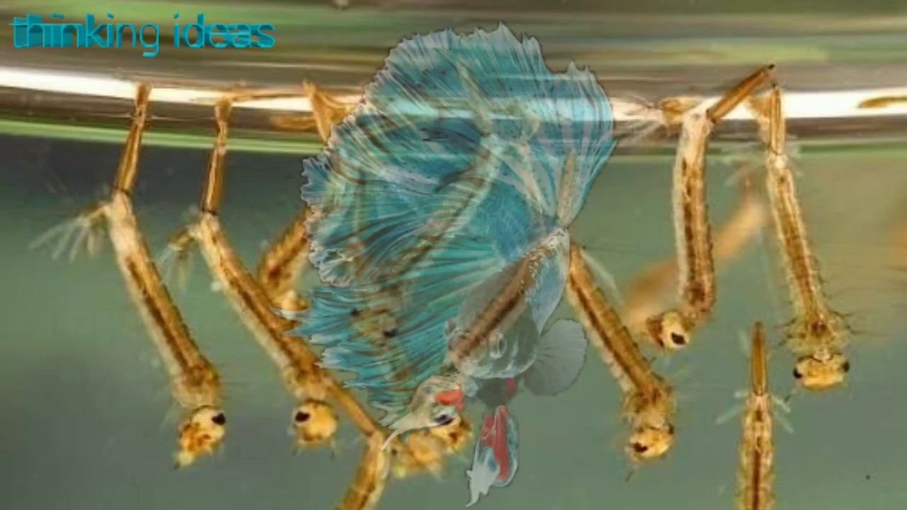 Mosquito larvae culture part 1 "made easy" - YouTube