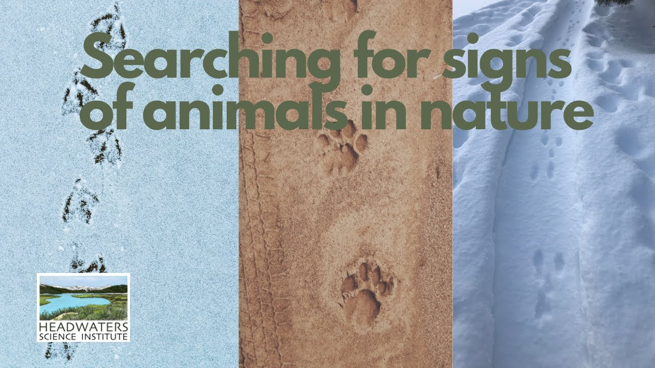 Fun Science Fridays episode 3: observing animals - YouTube