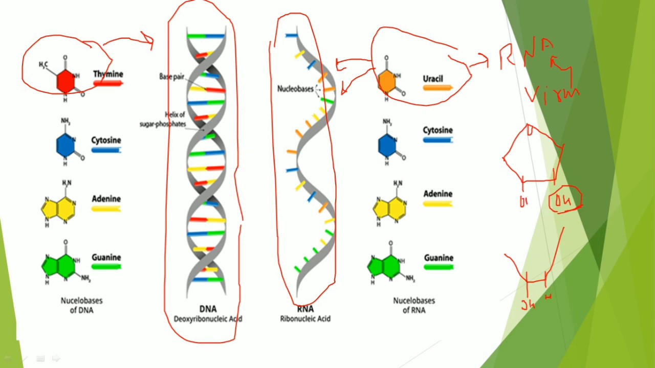 Molecular basis of inheritance lecture 7 structure of RNA by rohit sir ...