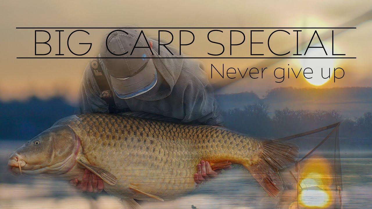 BIG CARP SPECIAL 🇫🇷 - Never Give Up - Otto Reade - YouTube