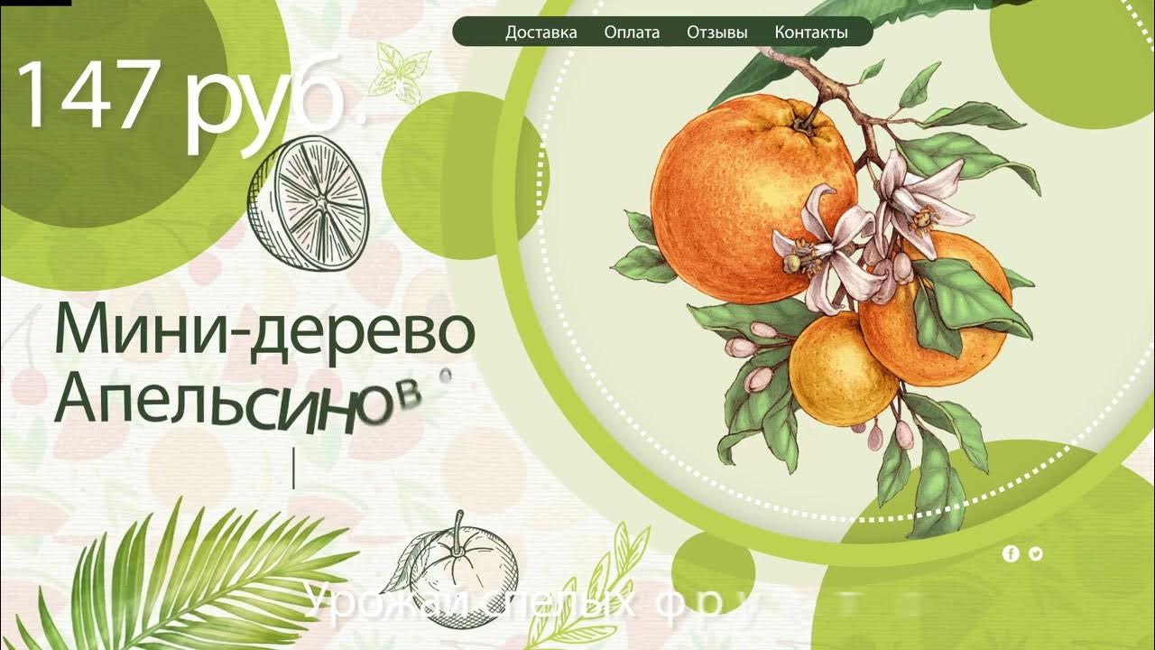 Где же купить комнатные деревья в омске - YouTube