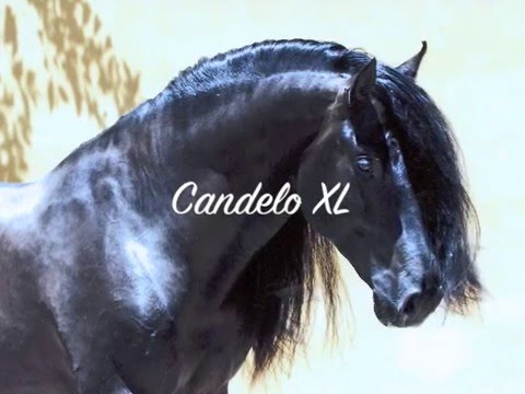 Pura Raza Espanola PRE Rappe black for sale - YouTube