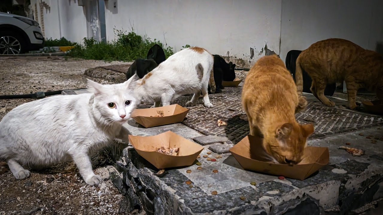 A Meal for Every Street Cat - Feeding Cats in Need - YouTube