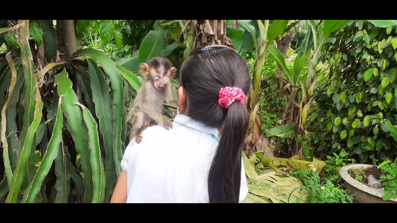 Monkey eat melon together with mother and brother 🙉 - YouTube