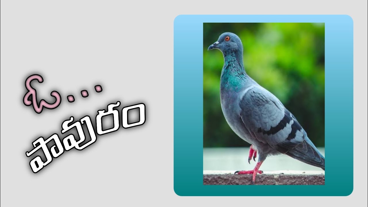 || O... Pavuram... || Pleasant Morning with Pigeon || On the Floor of ...