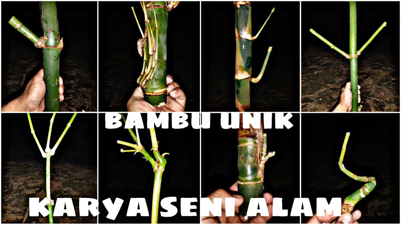 BAMBU UNIK PATIL LELE TUMPANGSARI BUTA PETUK JALU JUNJUNGDERAJAT - YouTube